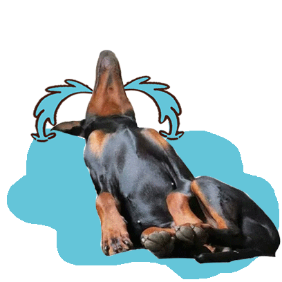 Sausage Dog- Dachshund Animated by Hung Hoang The