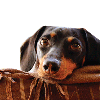 Sausage Dog- Dachshund Animated by Hung Hoang The