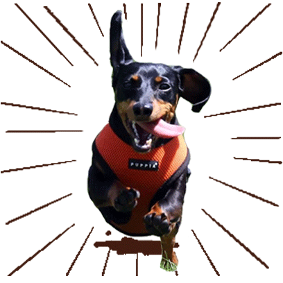 Sausage Dog- Dachshund Animated by Hung Hoang The